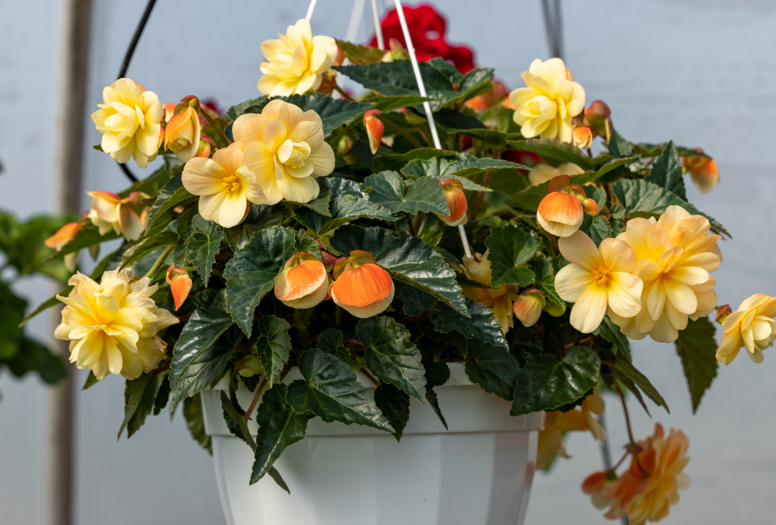 Begónie hlíza, Begonia Pendula Yellow, žlutá, 2 ks, skladem | ZAZUMi.cz