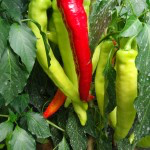 Bio Chilli "Bullhorn", Capsicum Bullhorn skladem | ZAZUMi.cz