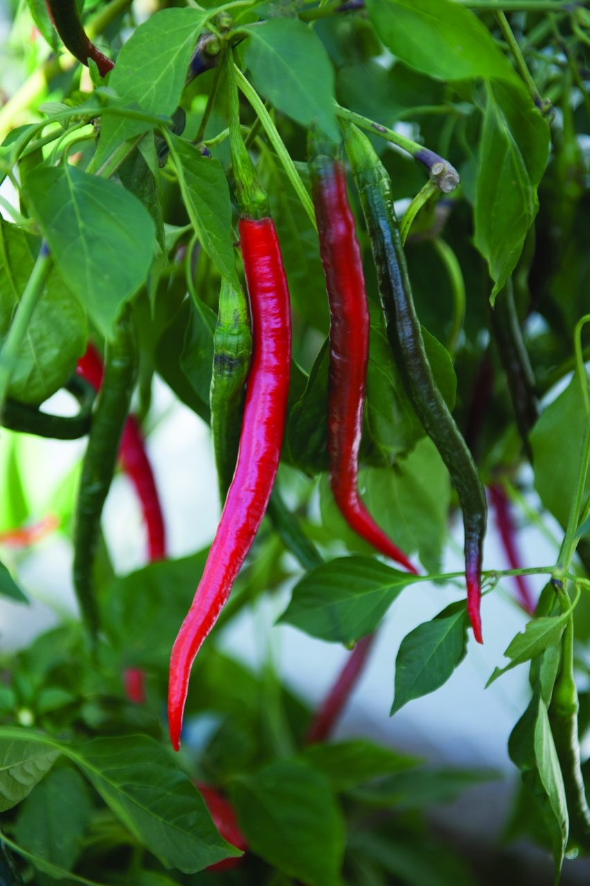 Bio Chilli "Joe's Long", Capsicum annuum, v květináči | ZAZUMi.cz