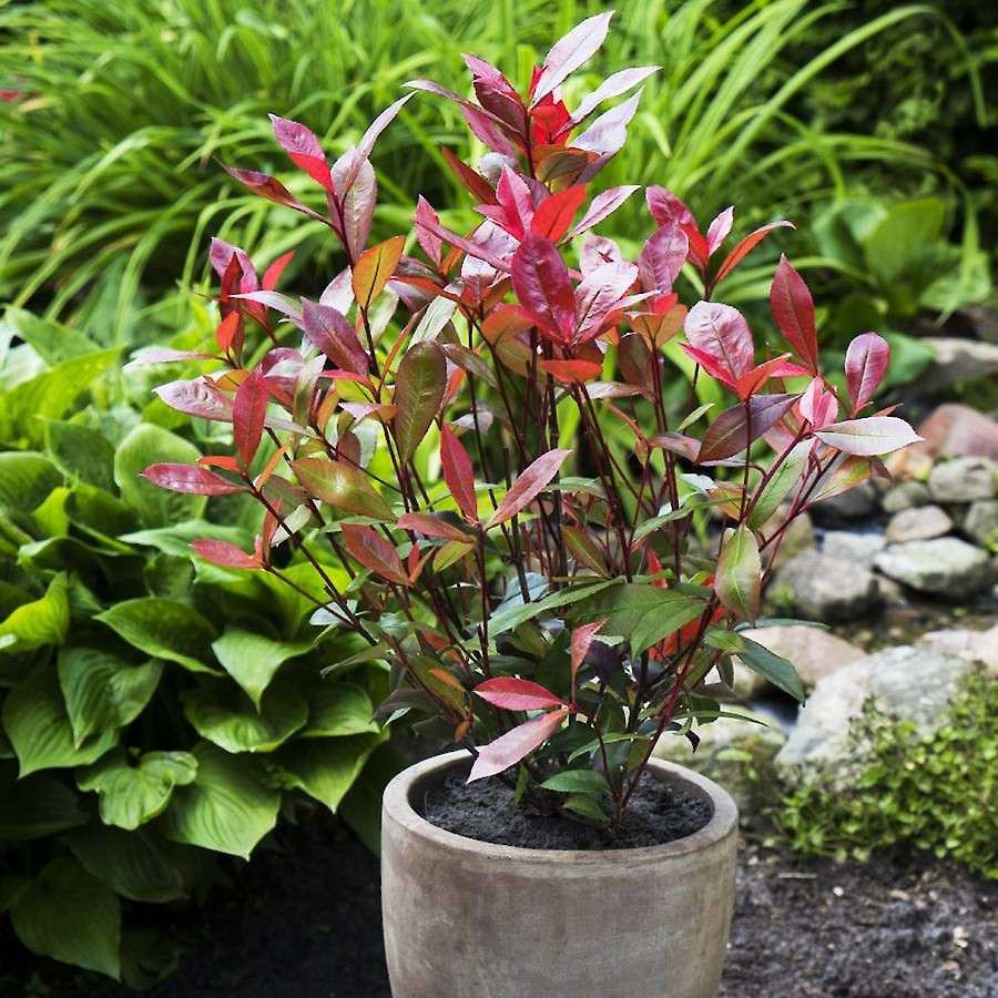 Elegantes Photinia Devils Dream Fotos