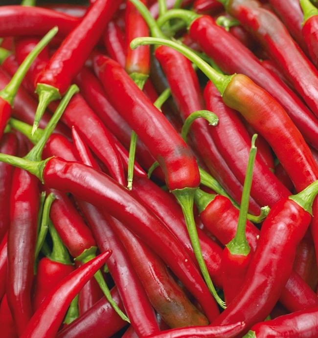 Paprika Chilli Vectura Red, neroubovaná, v květináči,skladem | ZAZUMi.cz